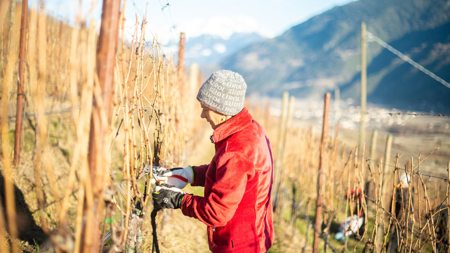 Weingut Falkenstein: Euer Weingut in Naturns - Vinschgau