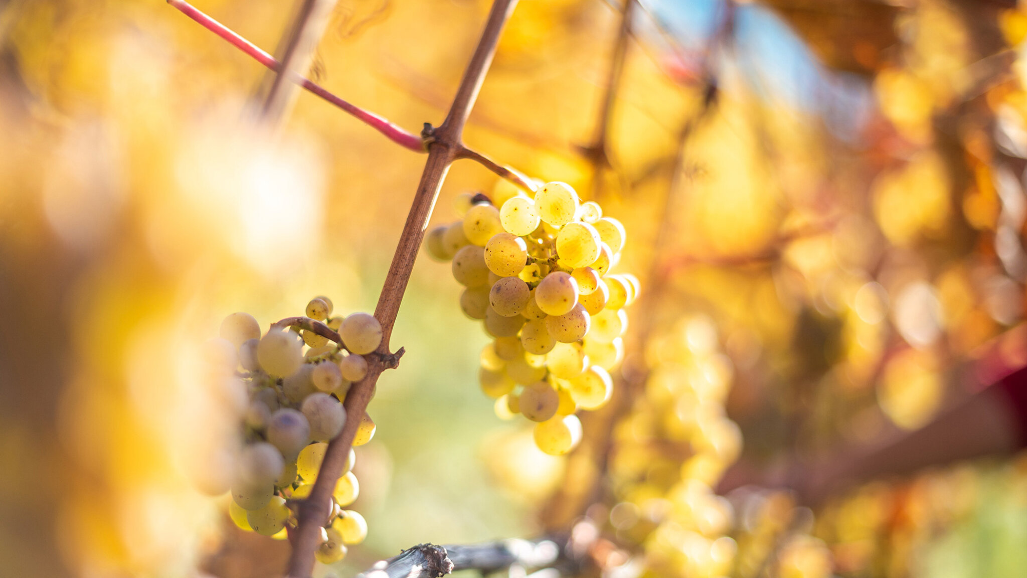 Weingut Falkenstein: Euer Weingut in Naturns - Vinschgau